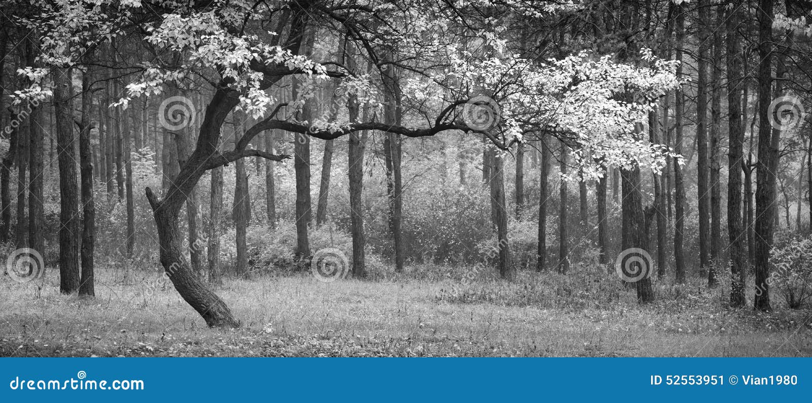 Dance of Autumn. Monochrome Colors Stock Image - Image of grove, beech ...
