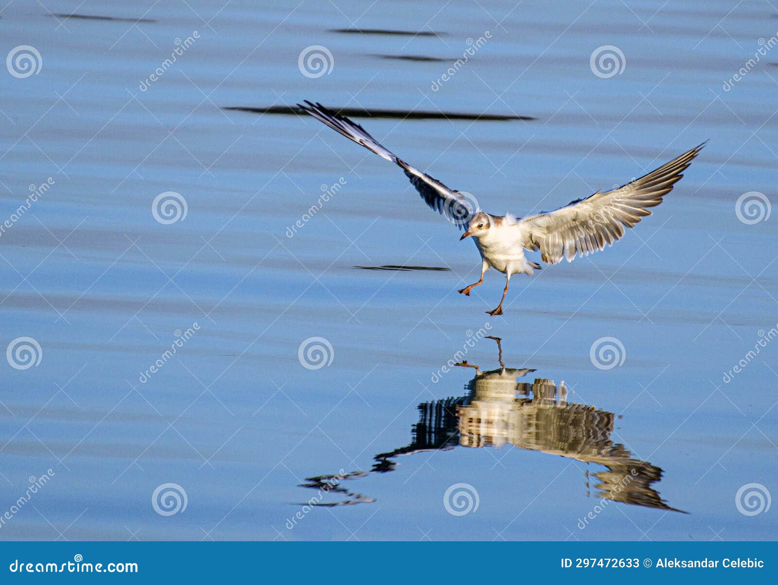 Dance of the Bird on the Water. Stock Image - Image of blue, seagull ...