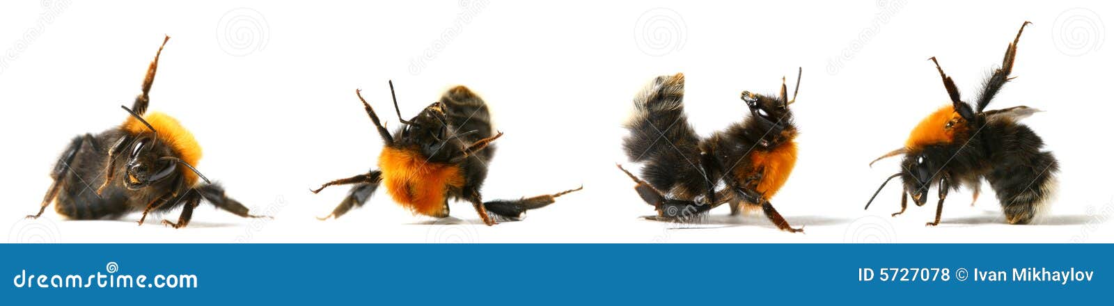 Dance bumble bee stock photo. Image of breakdance, breakdancing - 5727078