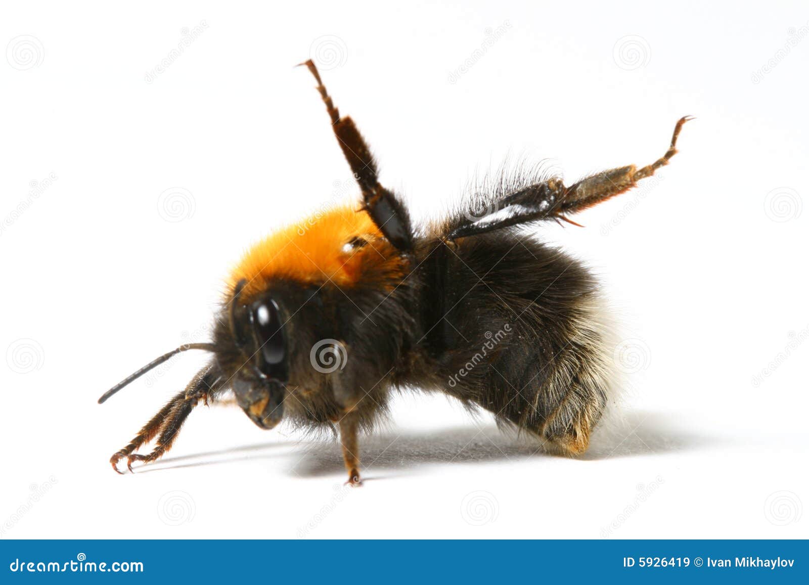 Dance bumble bee stock image. Image of cutout, life, break - 5926419