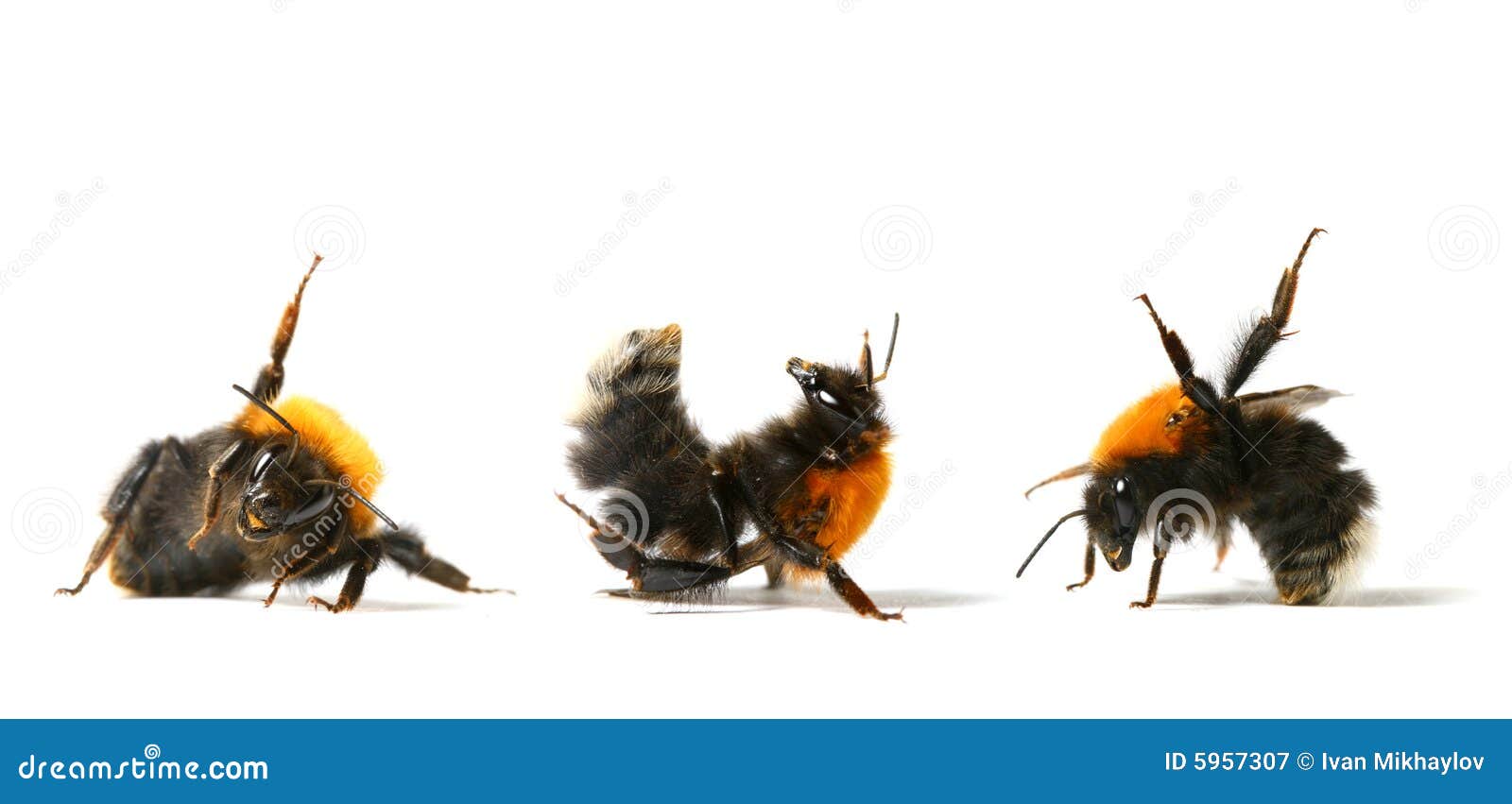 Dance bumble bee stock image. Image of freestyle, cutout - 5957307