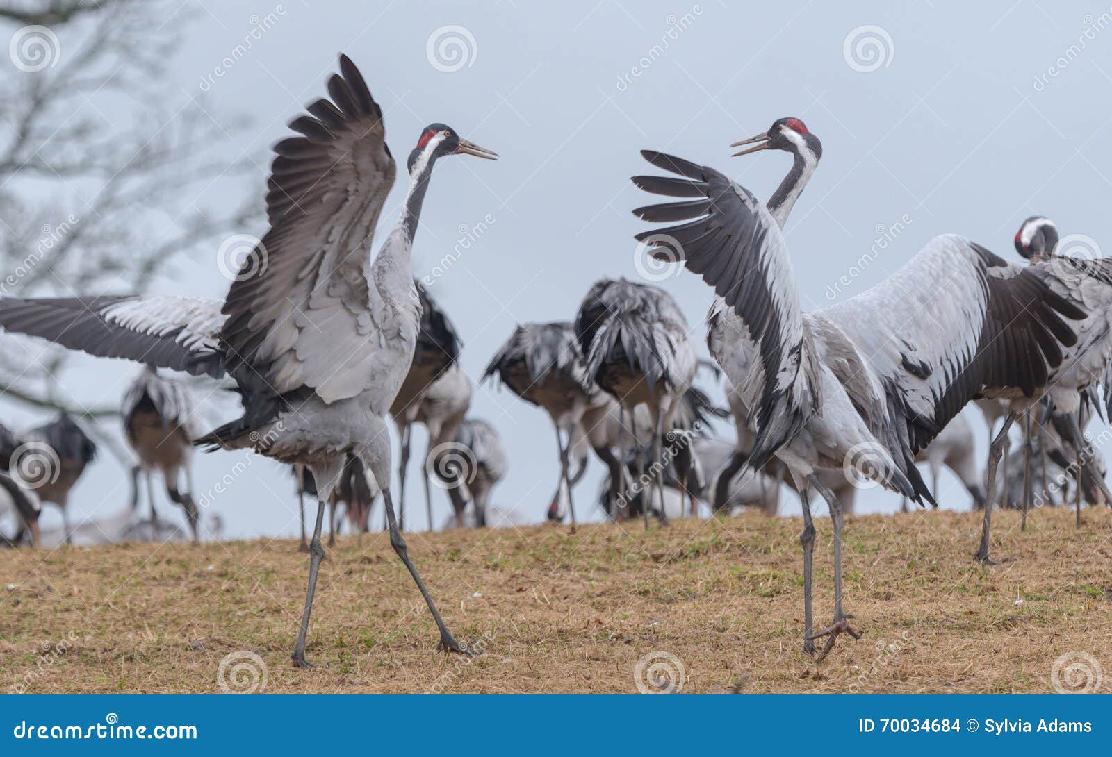 Dance of the common cranes stock photo. Image of gray - 70034684
