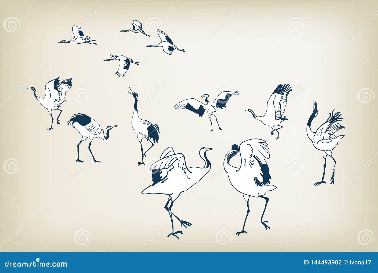 Dance Crane Bird Sketch Vector Japanese Birds Stock Illustration ...