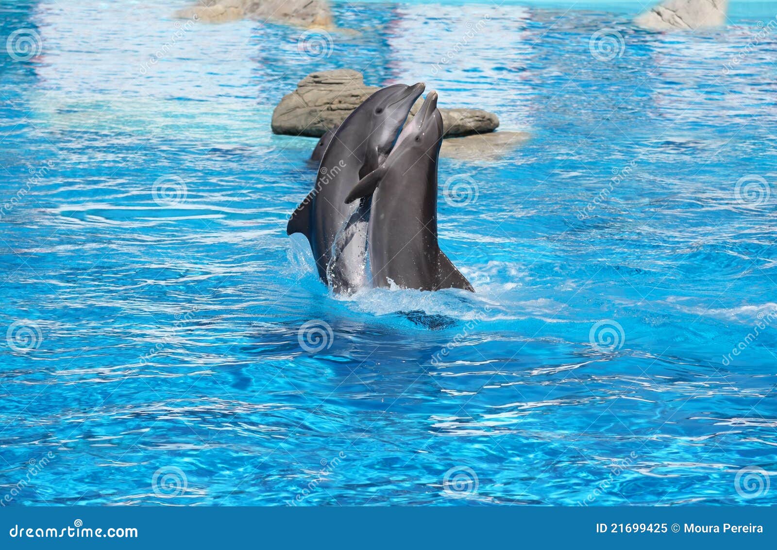Dance of Dolphins stock image. Image of delphinus, echolocation - 21699425