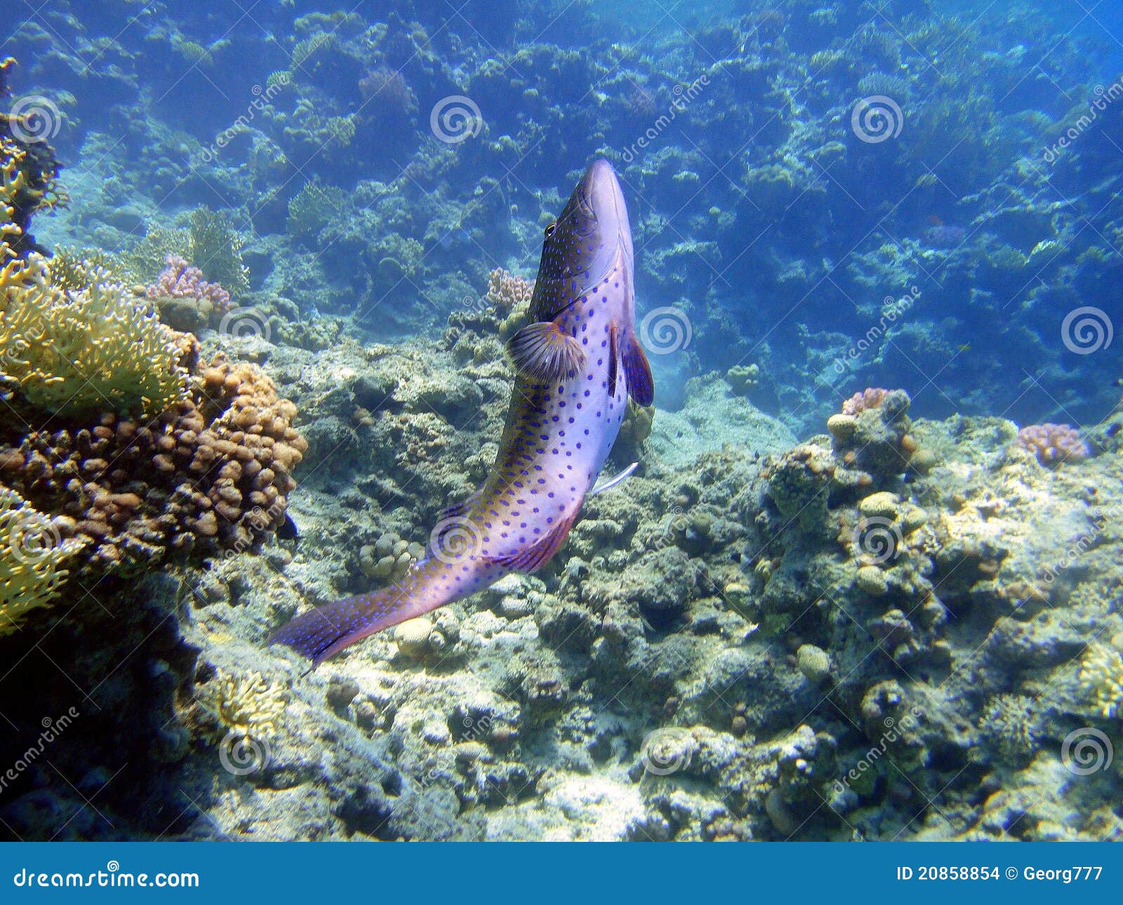 Dance fish stock photo. Image of coral, water, dance - 20858854