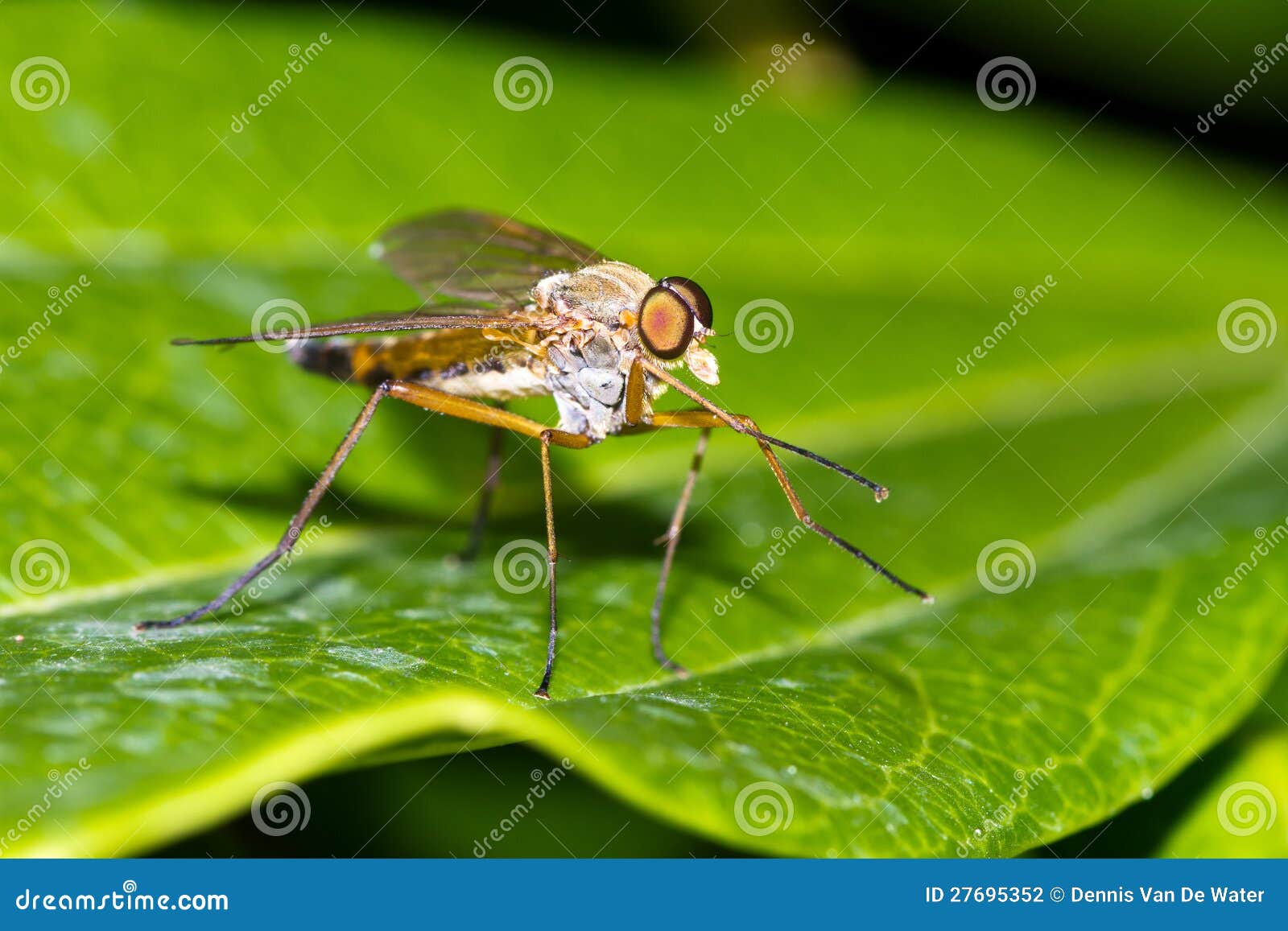 Dance fly stock photo. Image of summer, close, animals - 27695352