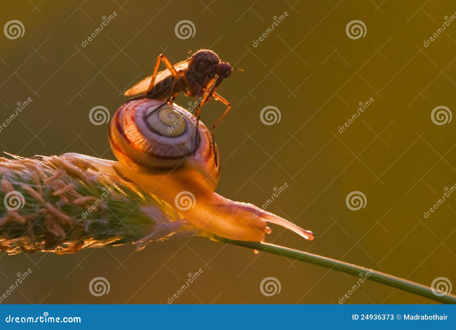 Dance Fly Sitting on a Snail Stock Image - Image of stalk, closeup ...