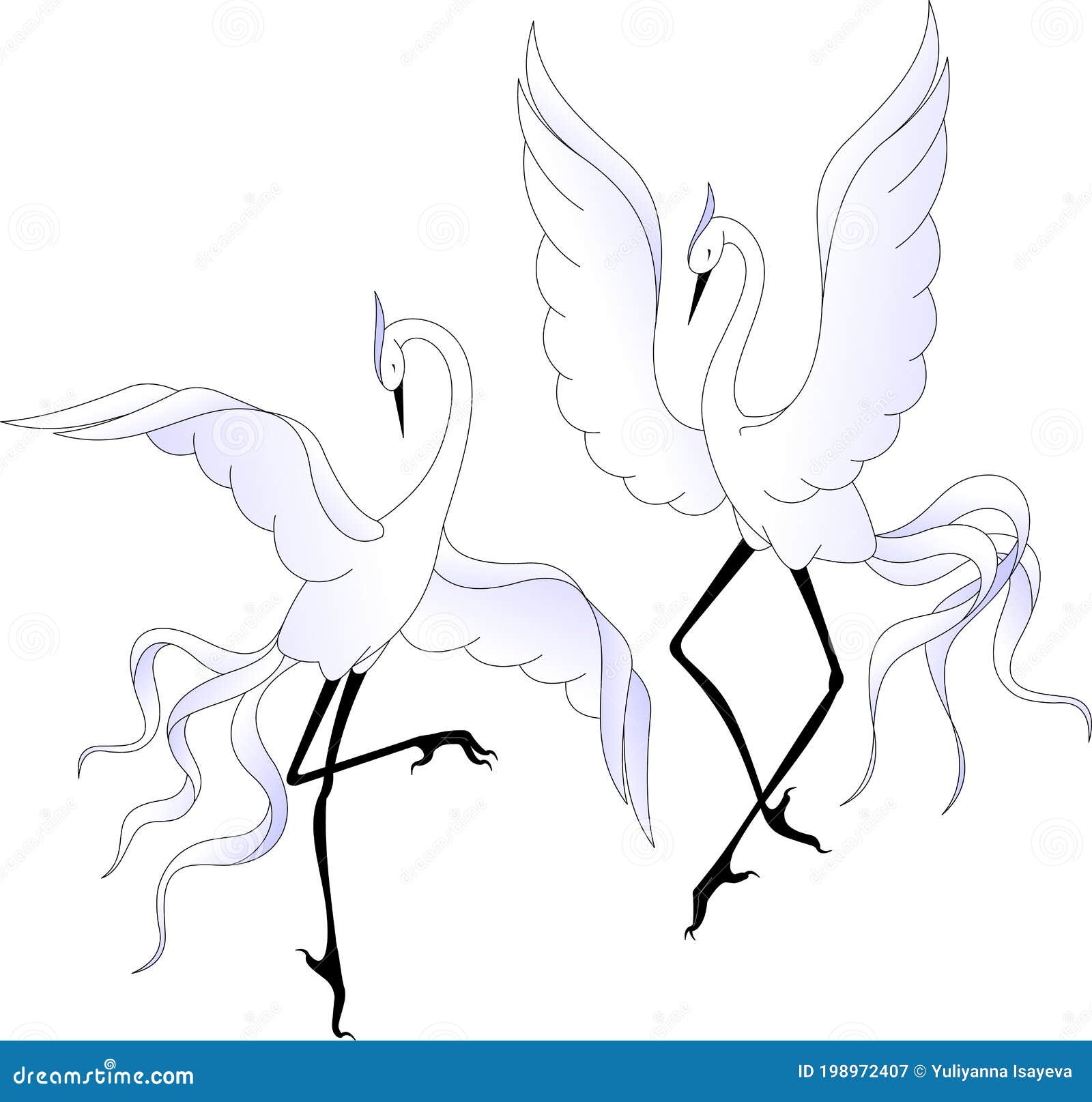 Dance of a Pair of White Cranes Stock Vector - Illustration of animal ...