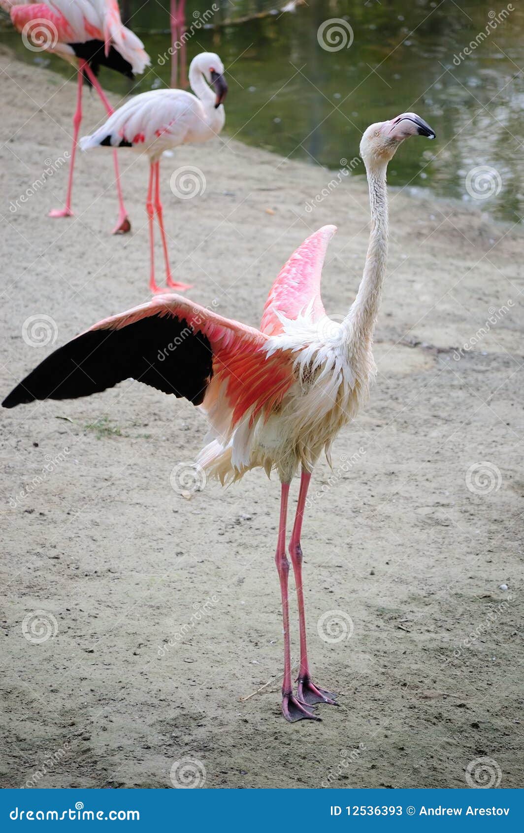 Dance of pink flamingo stock image. Image of rack, call - 12536393