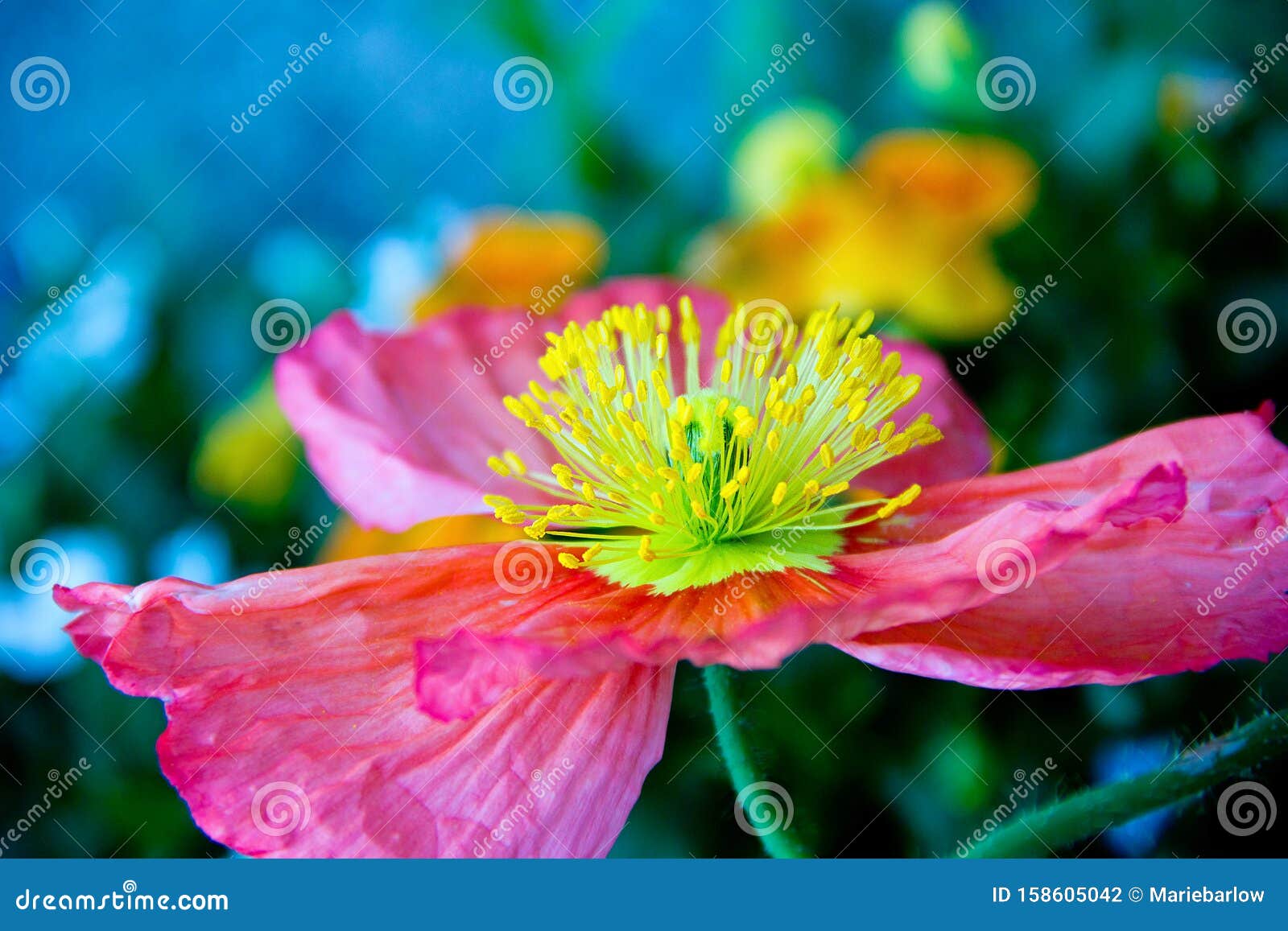 Dance of the poppy stock photo. Image of quality, movement - 158605042