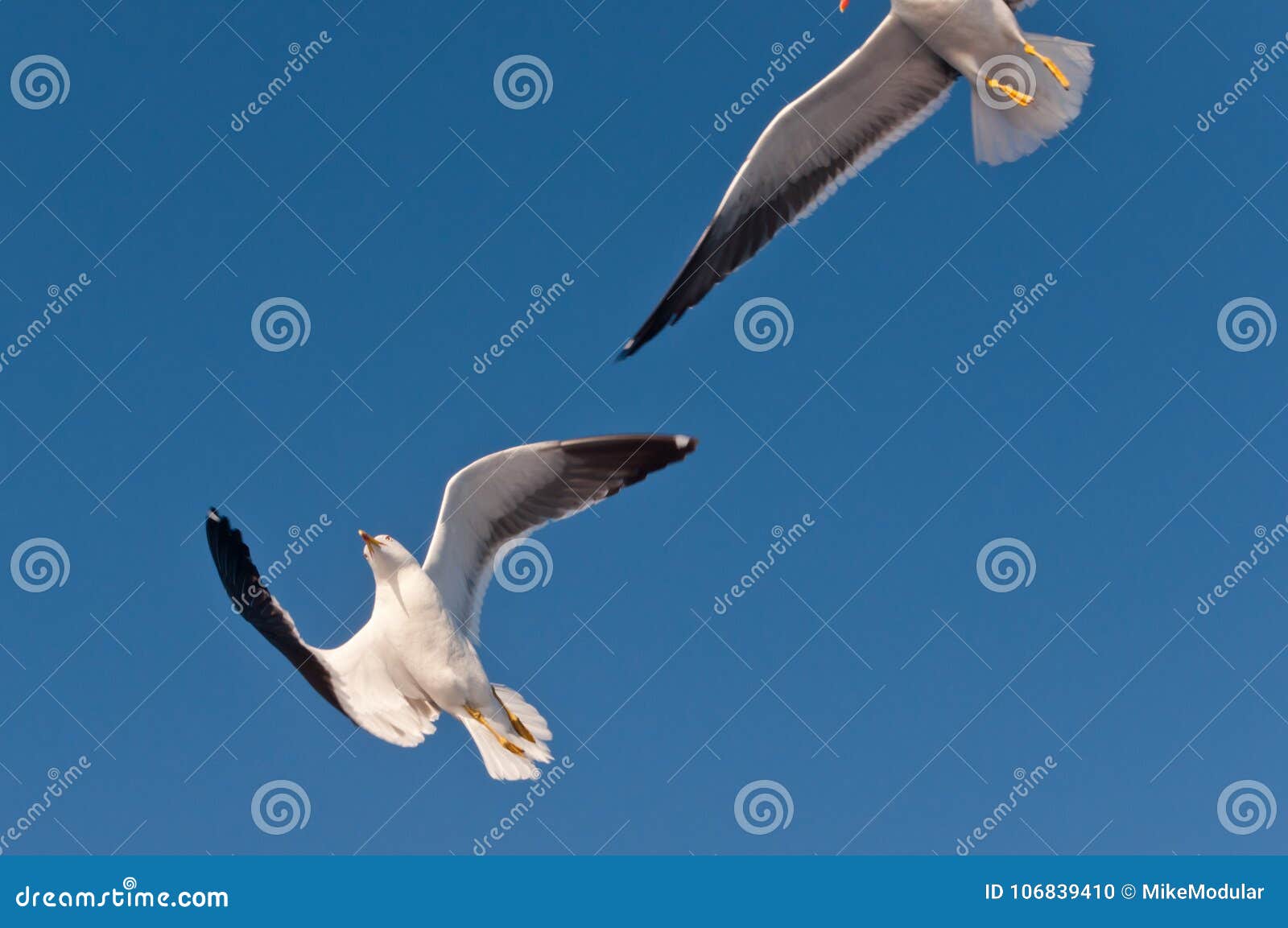 Dance of the Seagulls in the Sky Stock Photo - Image of seabird, white ...