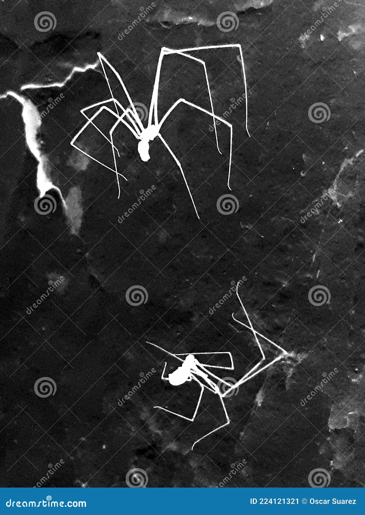 Dance of Spiders. Two Spider Looking Like Being Dancing, Photo in Black ...