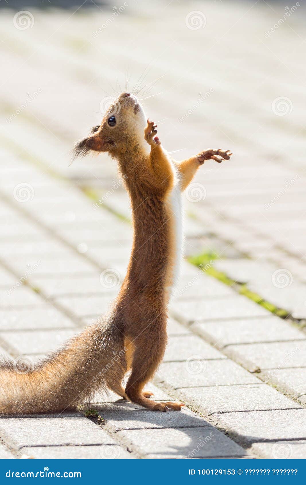 The Dance of Squirrels stock image. Image of tree, mammal - 100129153