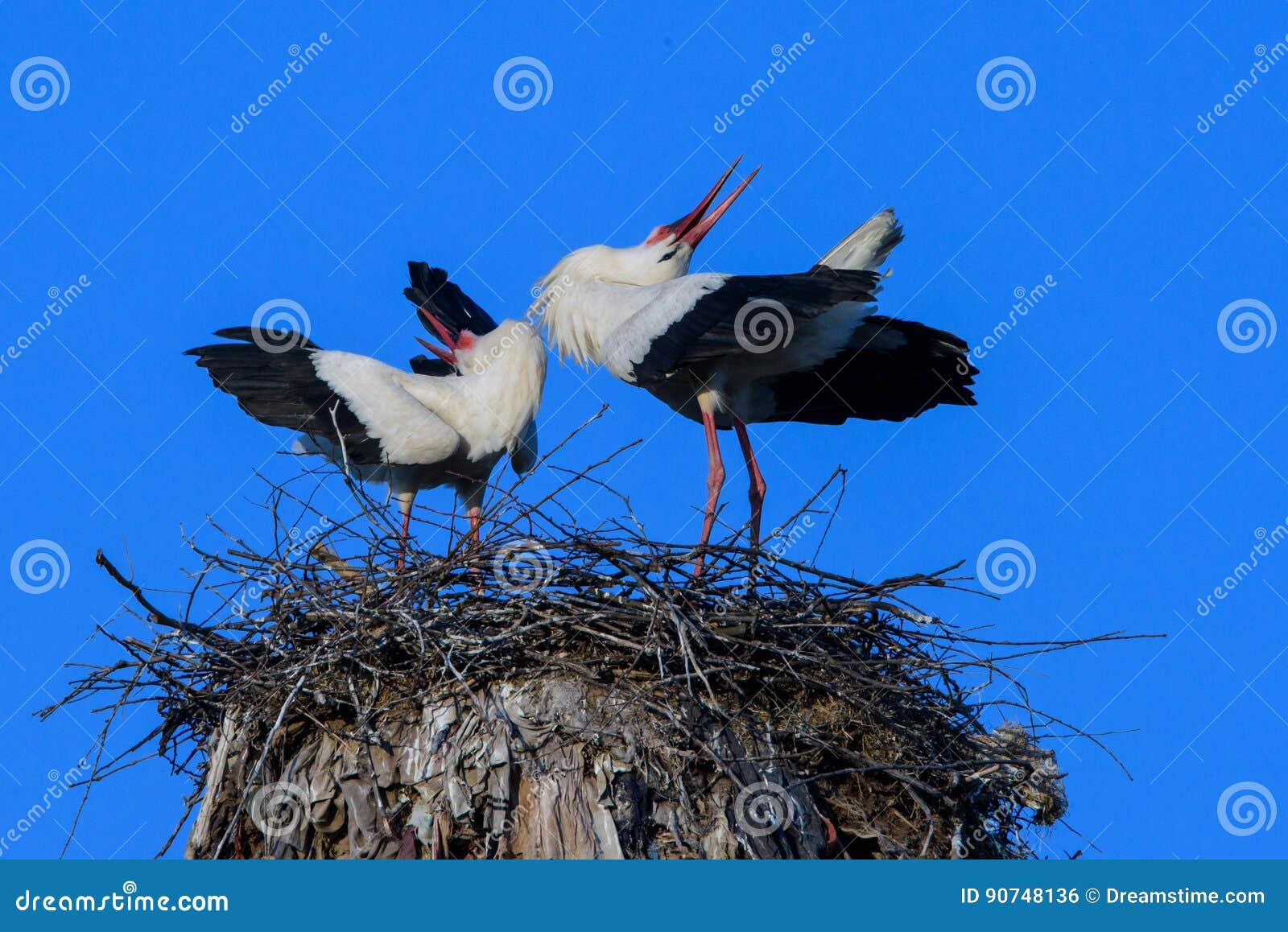 The dance of storks stock photo. Image of column, dance - 90748136