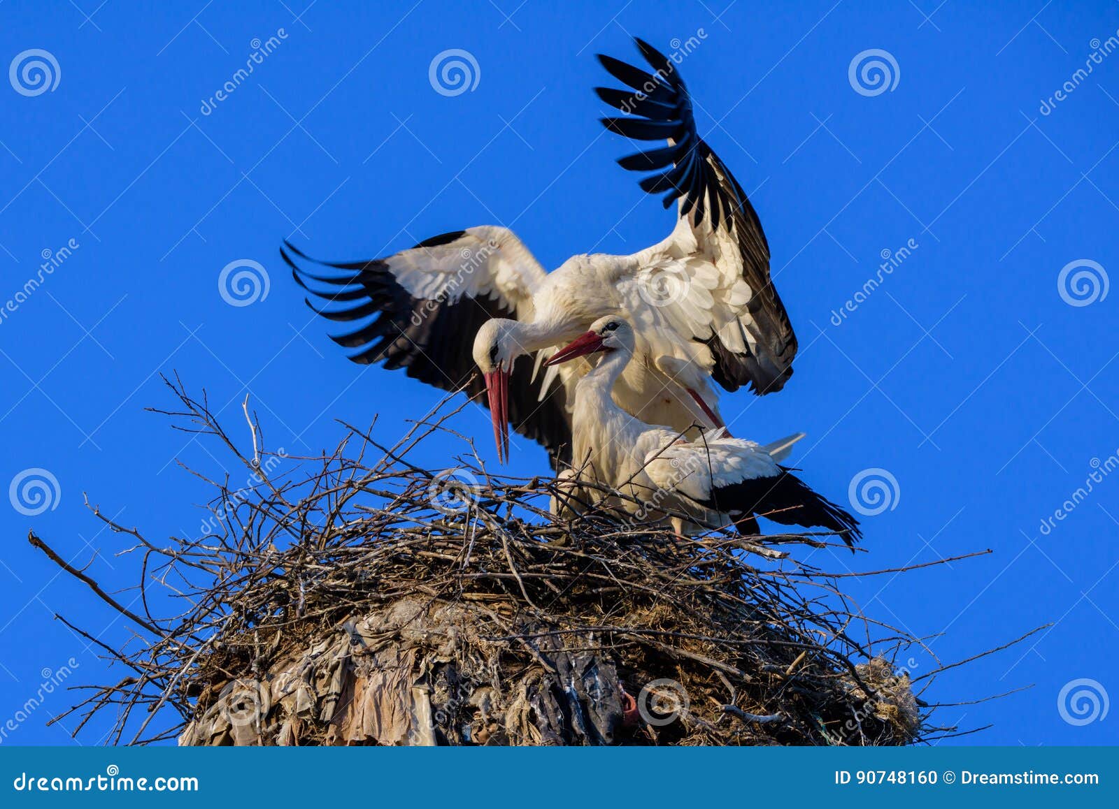 The dance of storks stock photo. Image of grey, clouds - 90748160