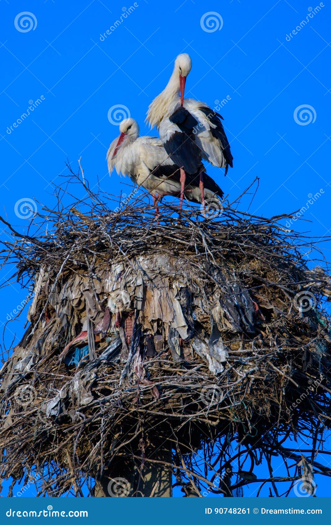 The dance of storks stock image. Image of legs, family - 90748261