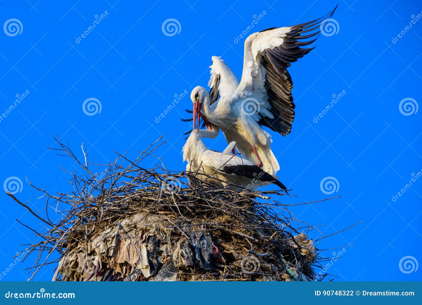 The dance of storks stock photo. Image of clouds, high - 90748322