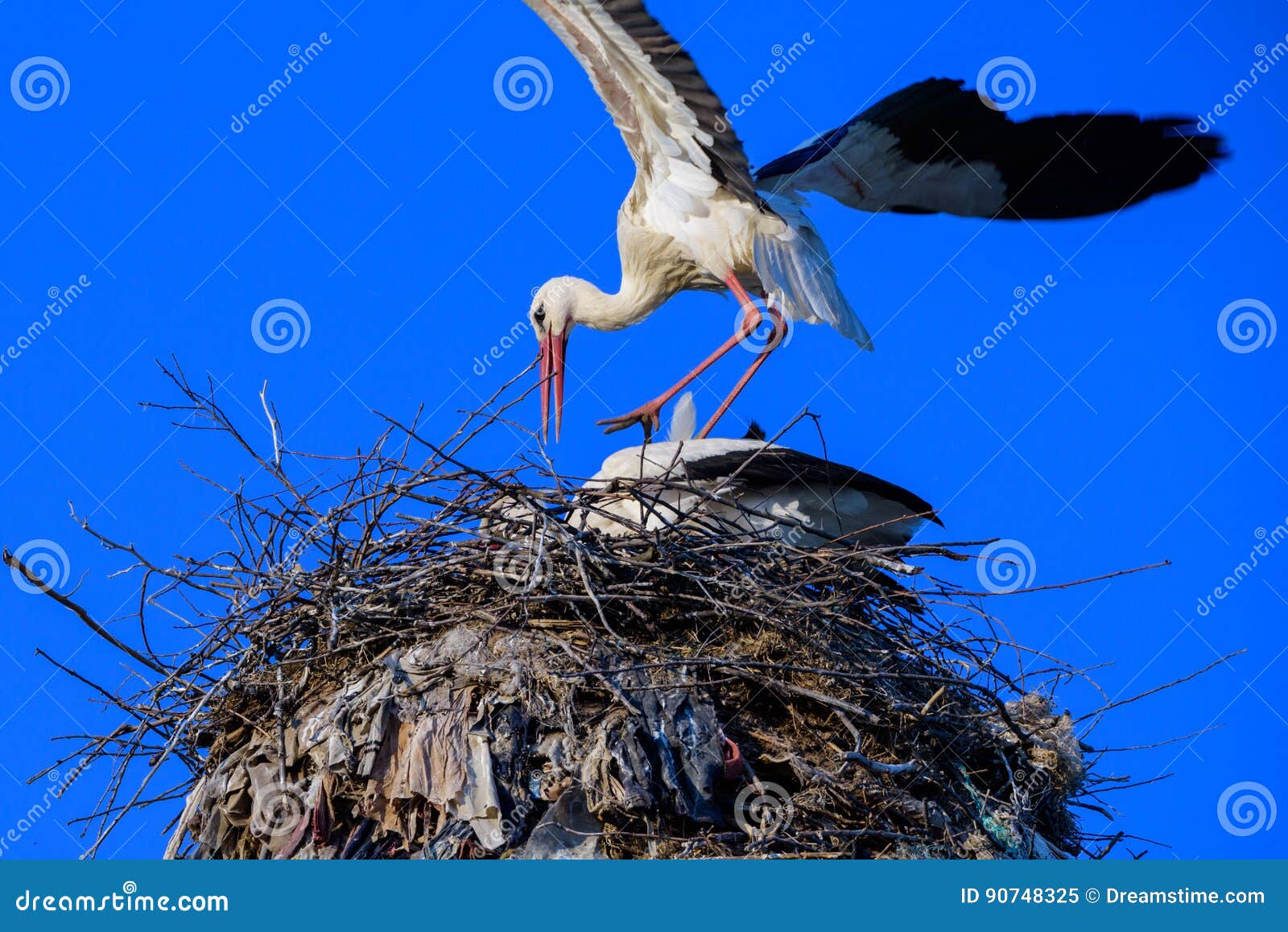 The dance of storks stock image. Image of freedom, high - 90748325