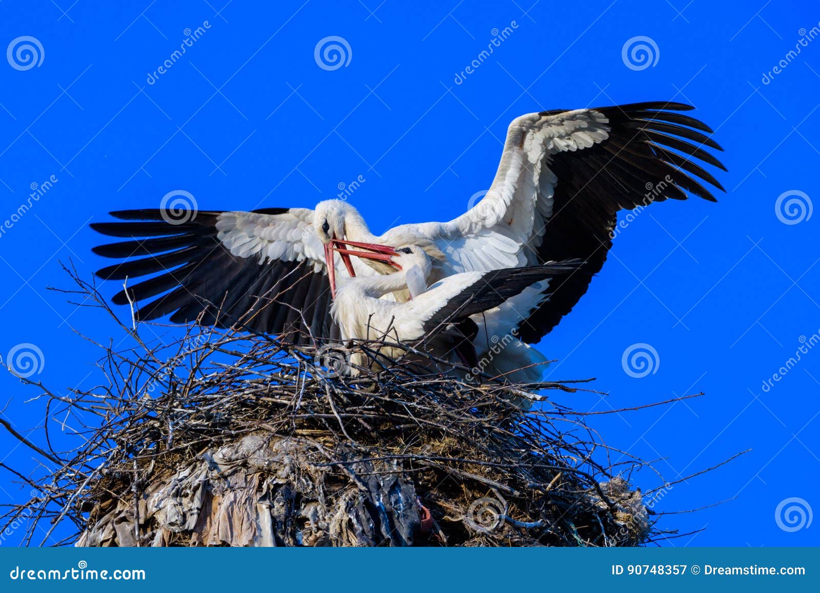 The dance of storks stock image. Image of fauna, bird - 90748357