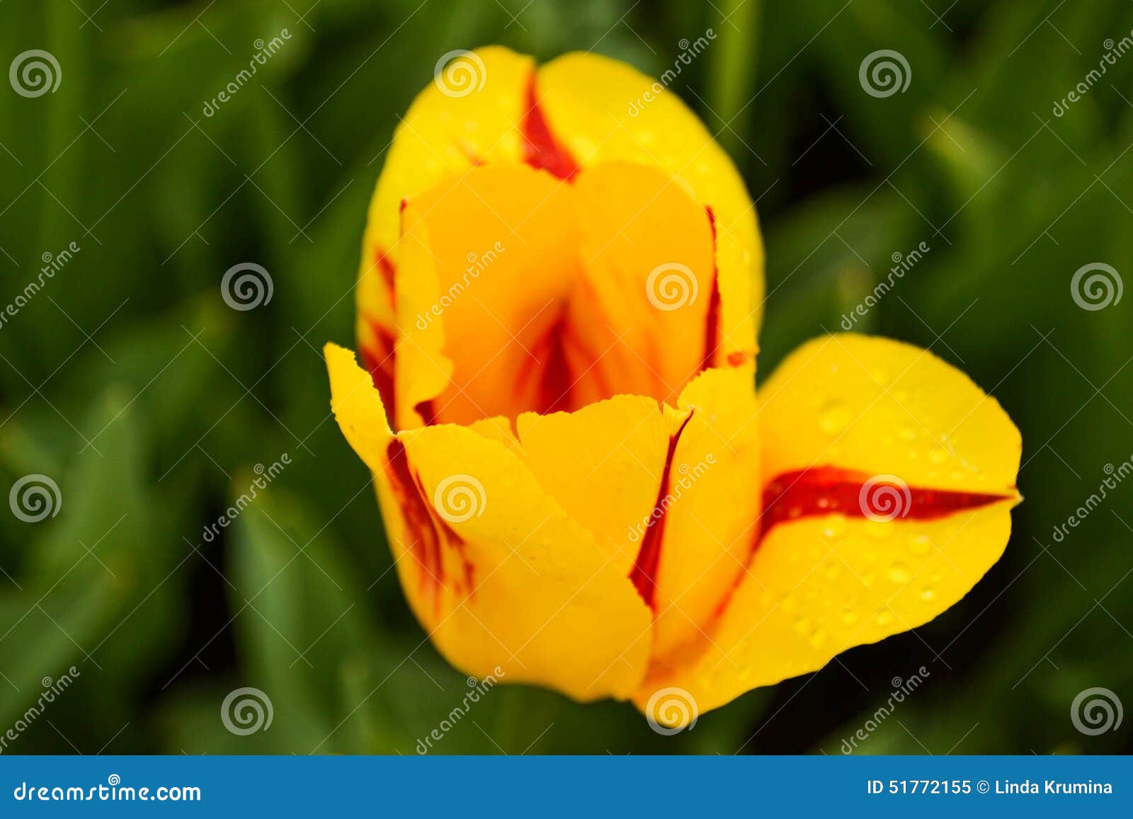 Dance of tulip stock image. Image of bright, like, grows - 51772155