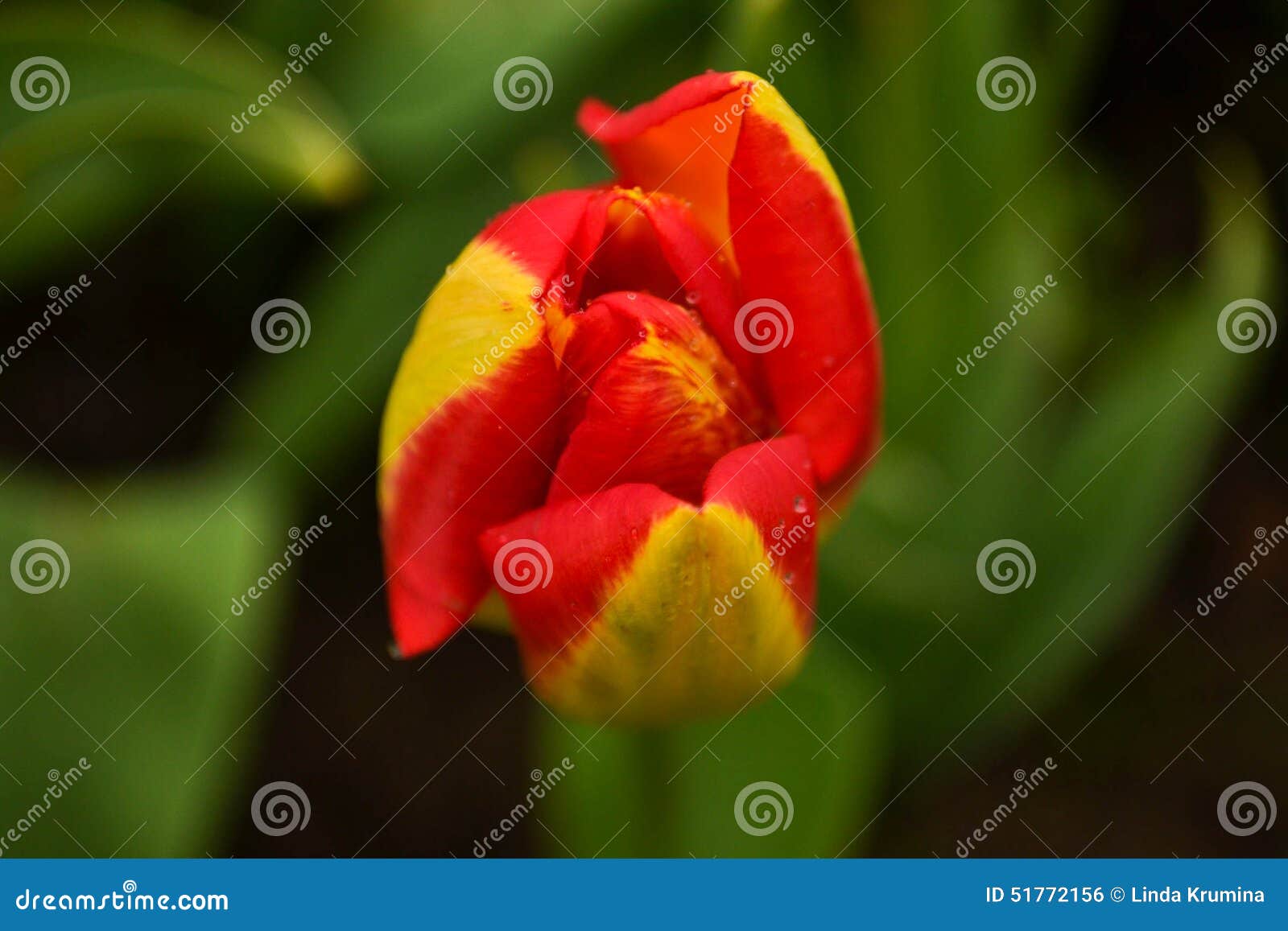 Dance of tulip stock photo. Image of enjoying, greenish - 51772156