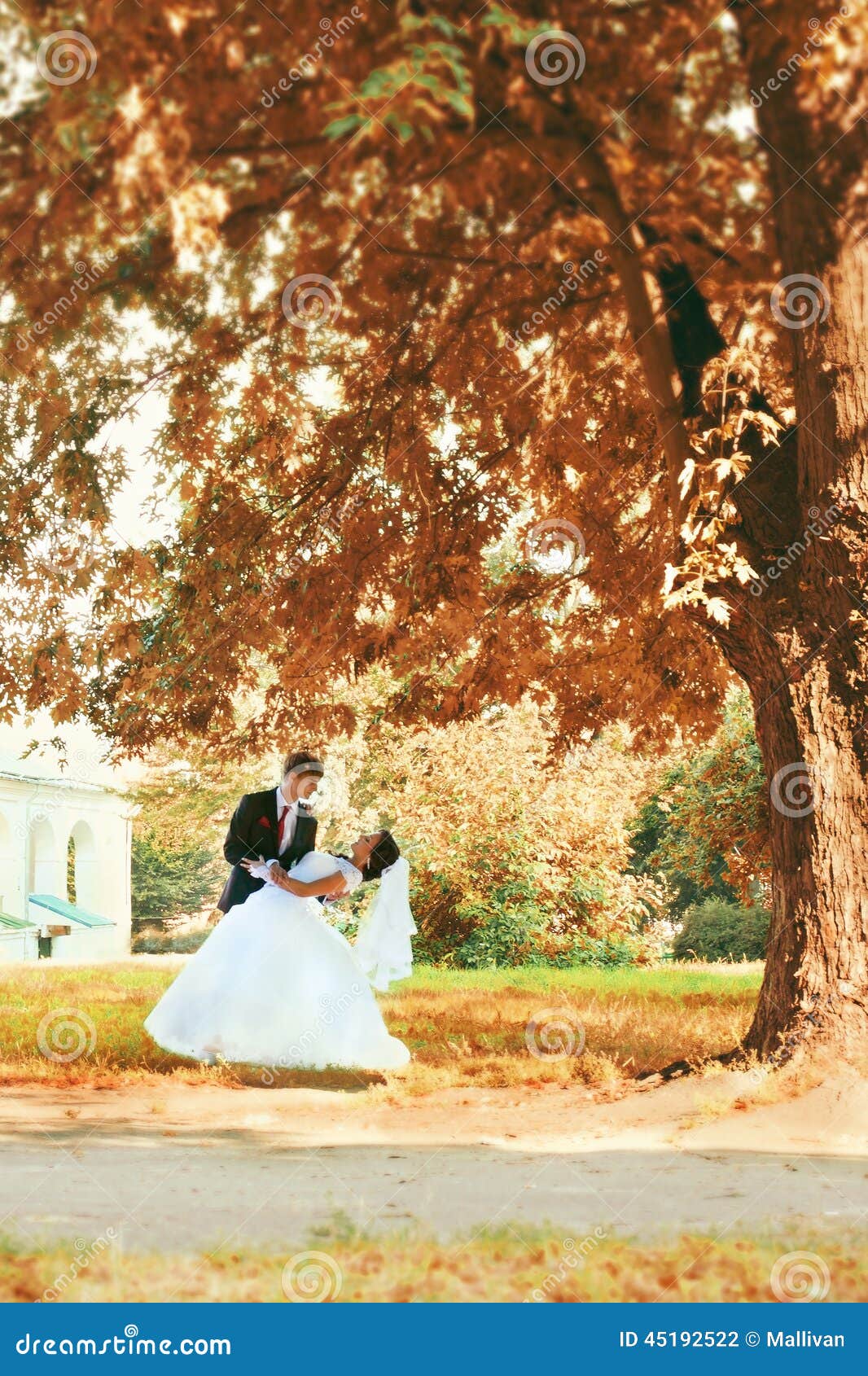 Dance Under the Autumn Tree Stock Photo - Image of elegance, bride ...