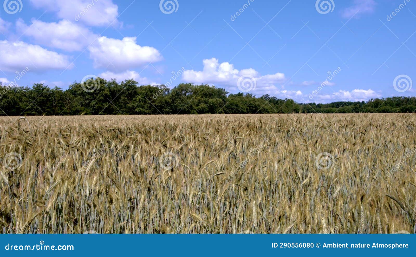 The Dance of the Wind among the Ears Stock Footage - Video of plant ...