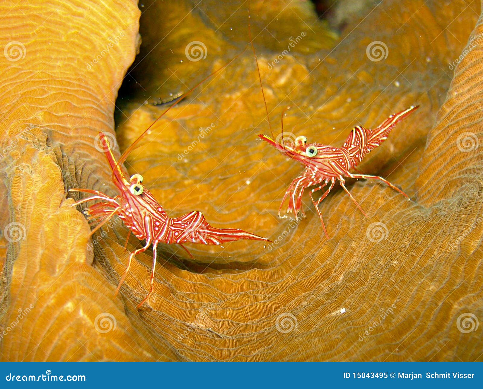 Dancer Shrimps stock image. Image of sealife, animals - 15043495