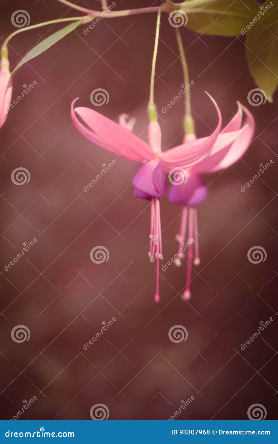 Dancers stock photo. Image of fairytale, dream, dancers - 93307968