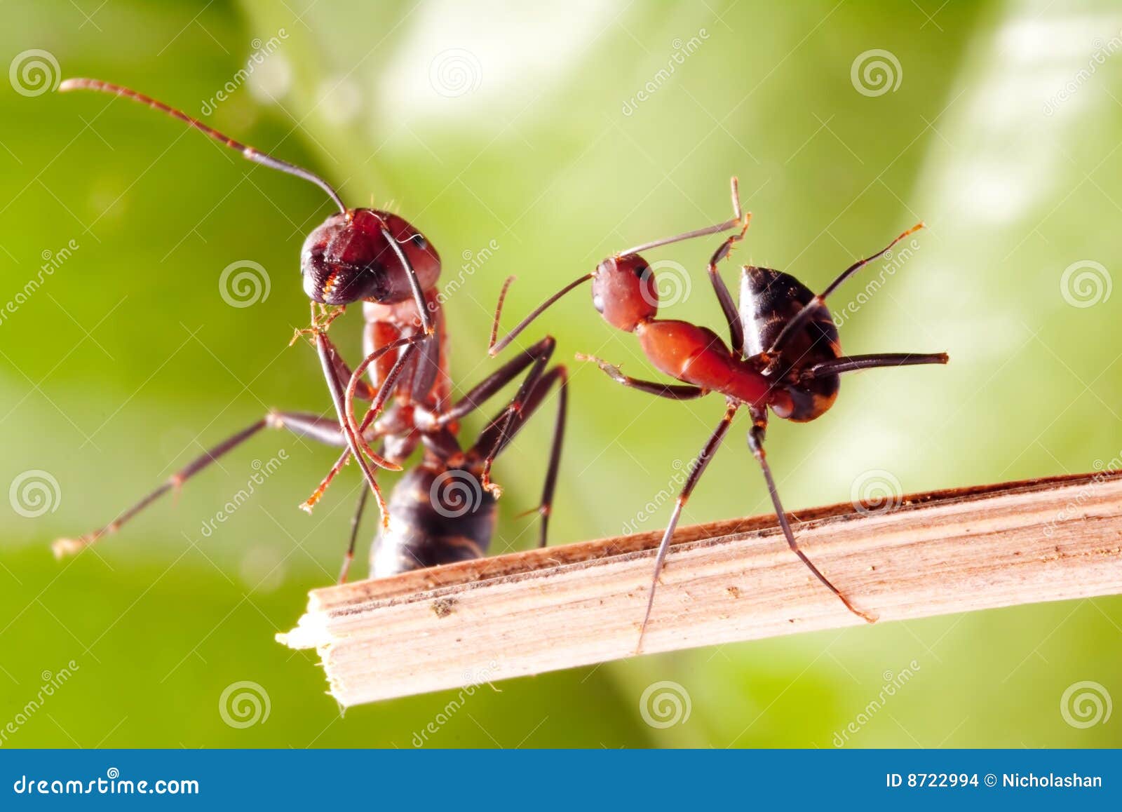 Dancing ANT stock photo. Image of dance, wildlife, black - 8722994