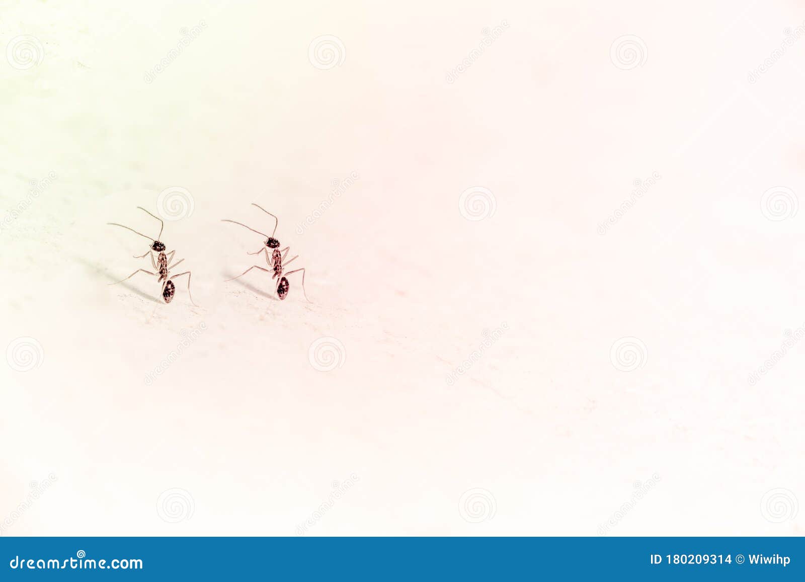 Dancing Ants Pattern Stock Photos - Free & Royalty-Free Stock Photos ...