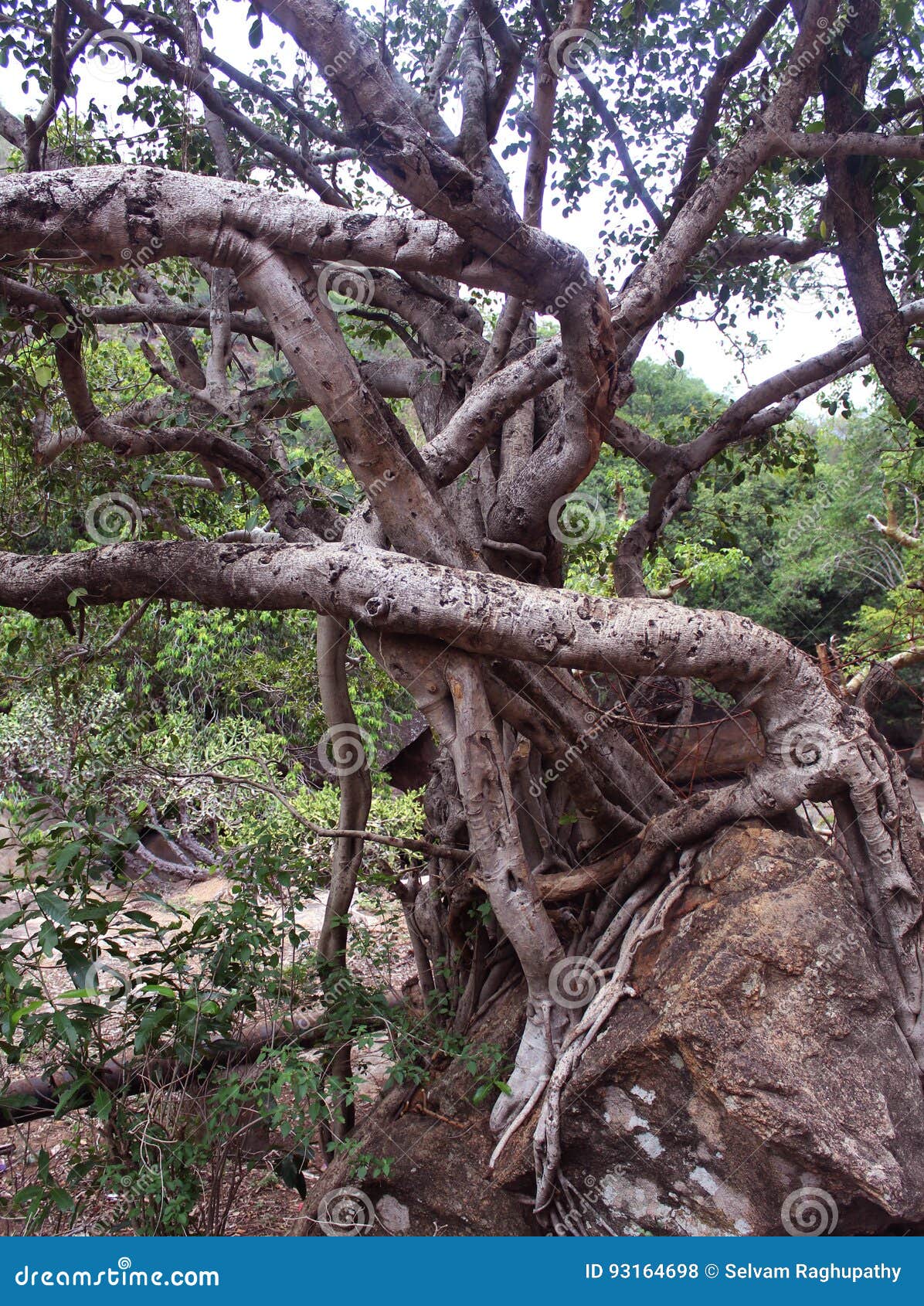 Dancing Banyan Tree Funny Roots Stock Photo - Image of bush, idyllic ...