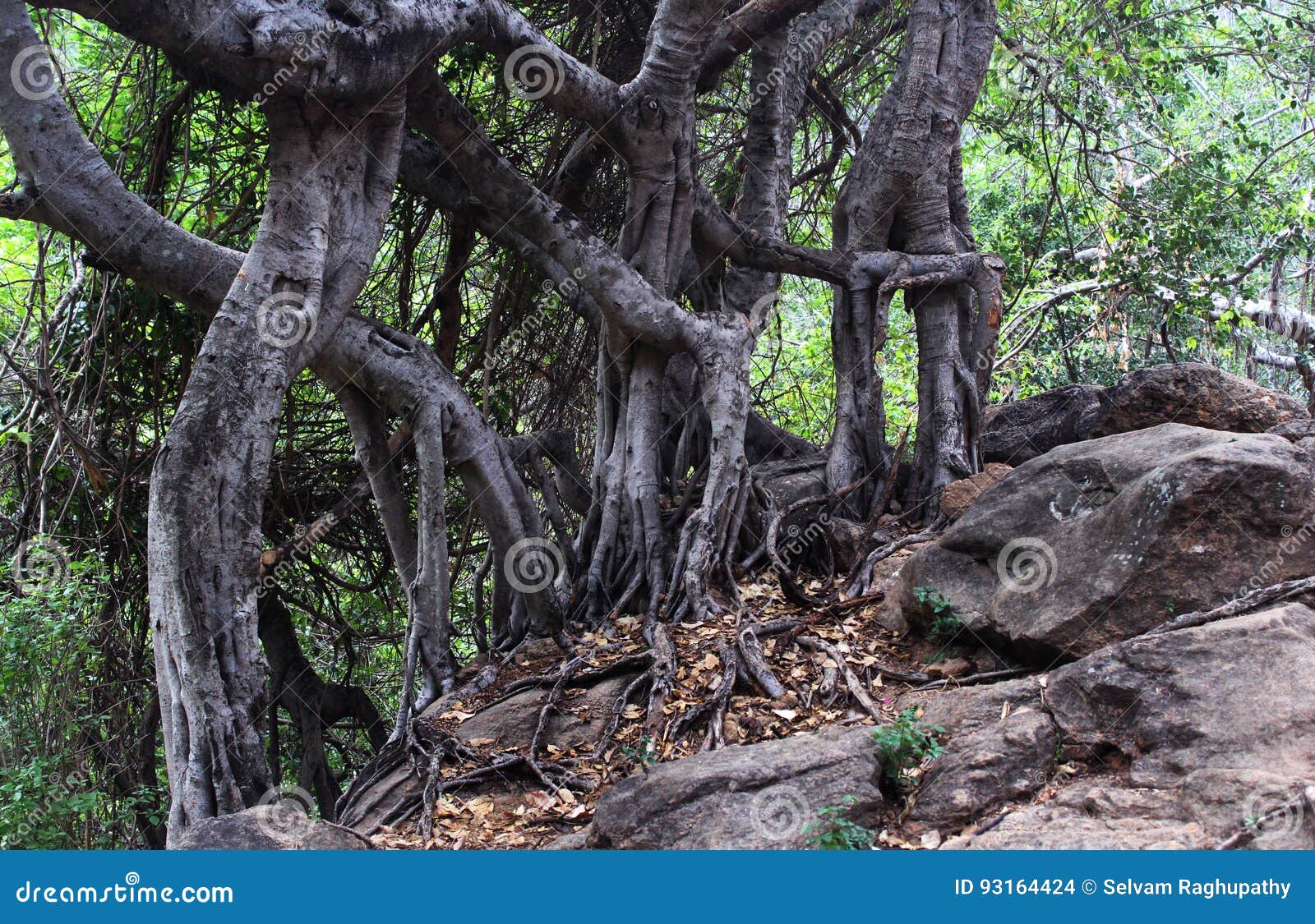 Dancing banyan tree roots stock photo. Image of tree - 93164424