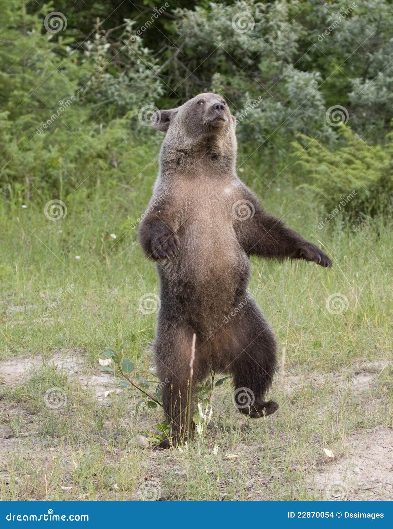 Dancing Bear stock photo. Image of happy, bear, hungry - 22870054