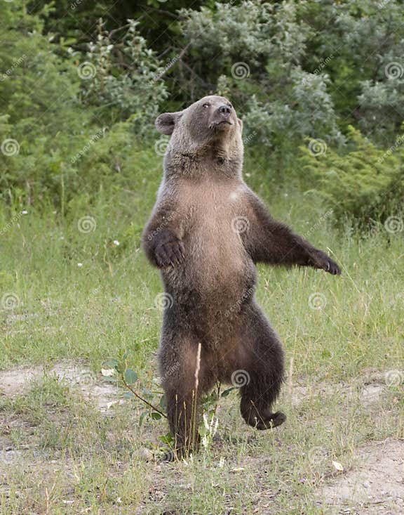 Dancing Bear stock photo. Image of happy, bear, hungry - 22870054