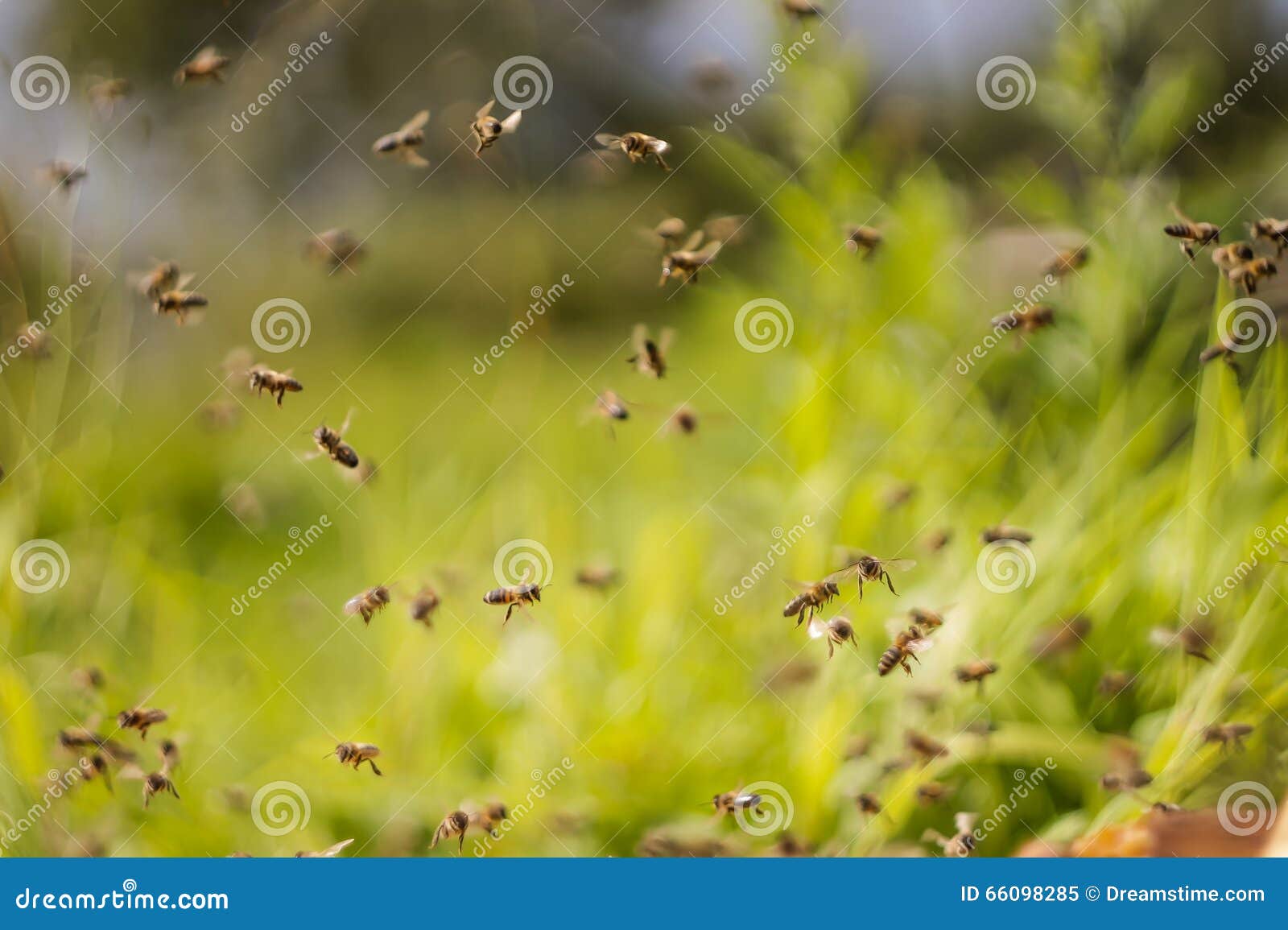 Dancing bees stock image. Image of apiary, field, honey - 66098285