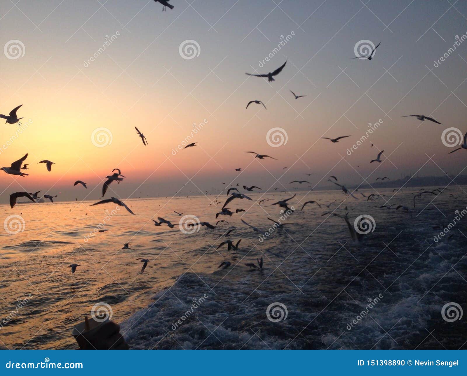 Dancing birds on the Sea stock photo. Image of singing - 151398890