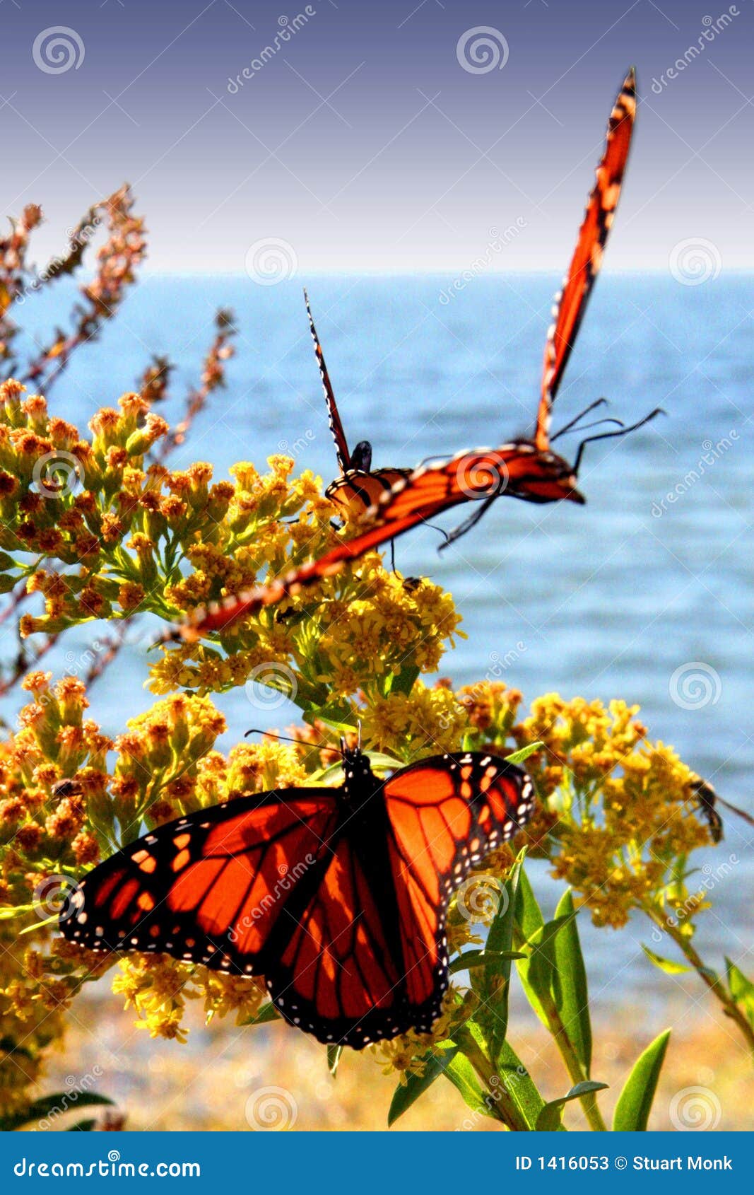 229 Dancing Butterflies Photos - Free & Royalty-Free Stock Photos from ...