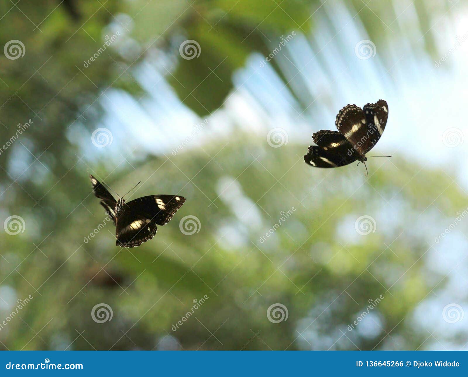 DANCING BUTTERFLY stock photo. Image of couple, flying - 136645266