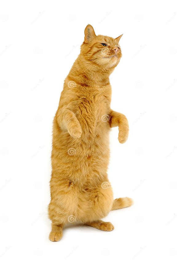 Dancing cat stock image. Image of look, ears, cats, cute - 2517961