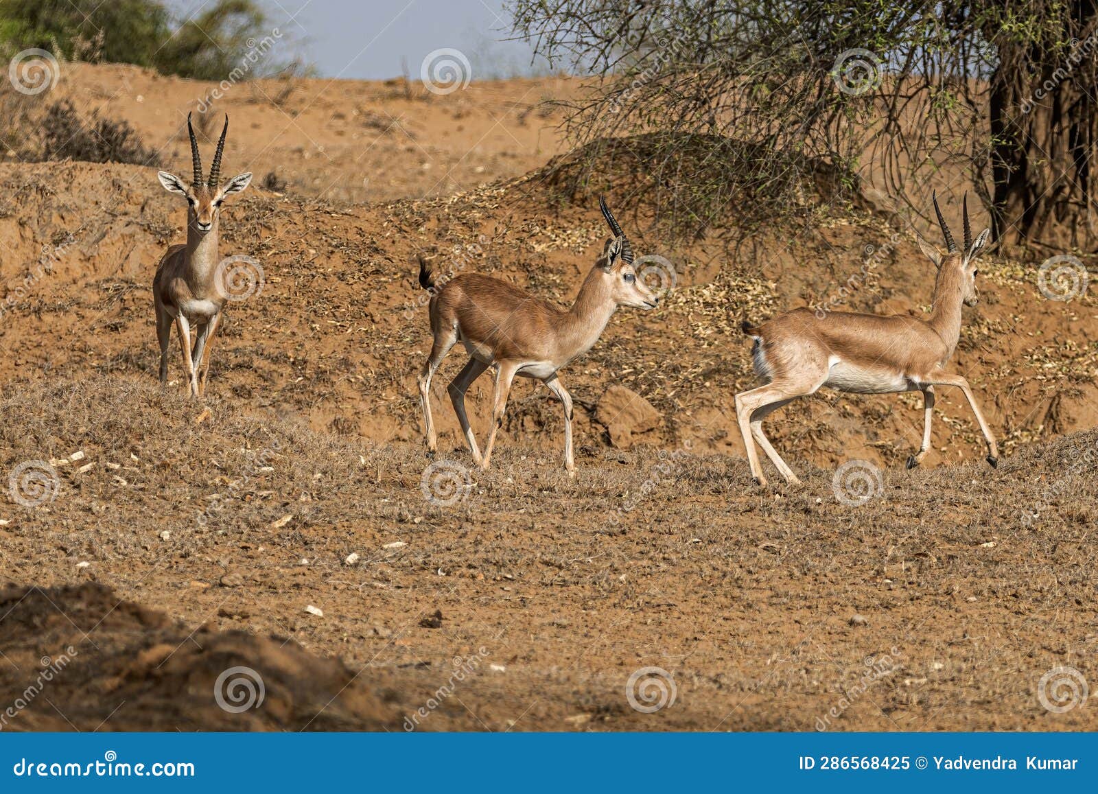 Dancing Chinkara stock image. Image of forest, natural - 286568425