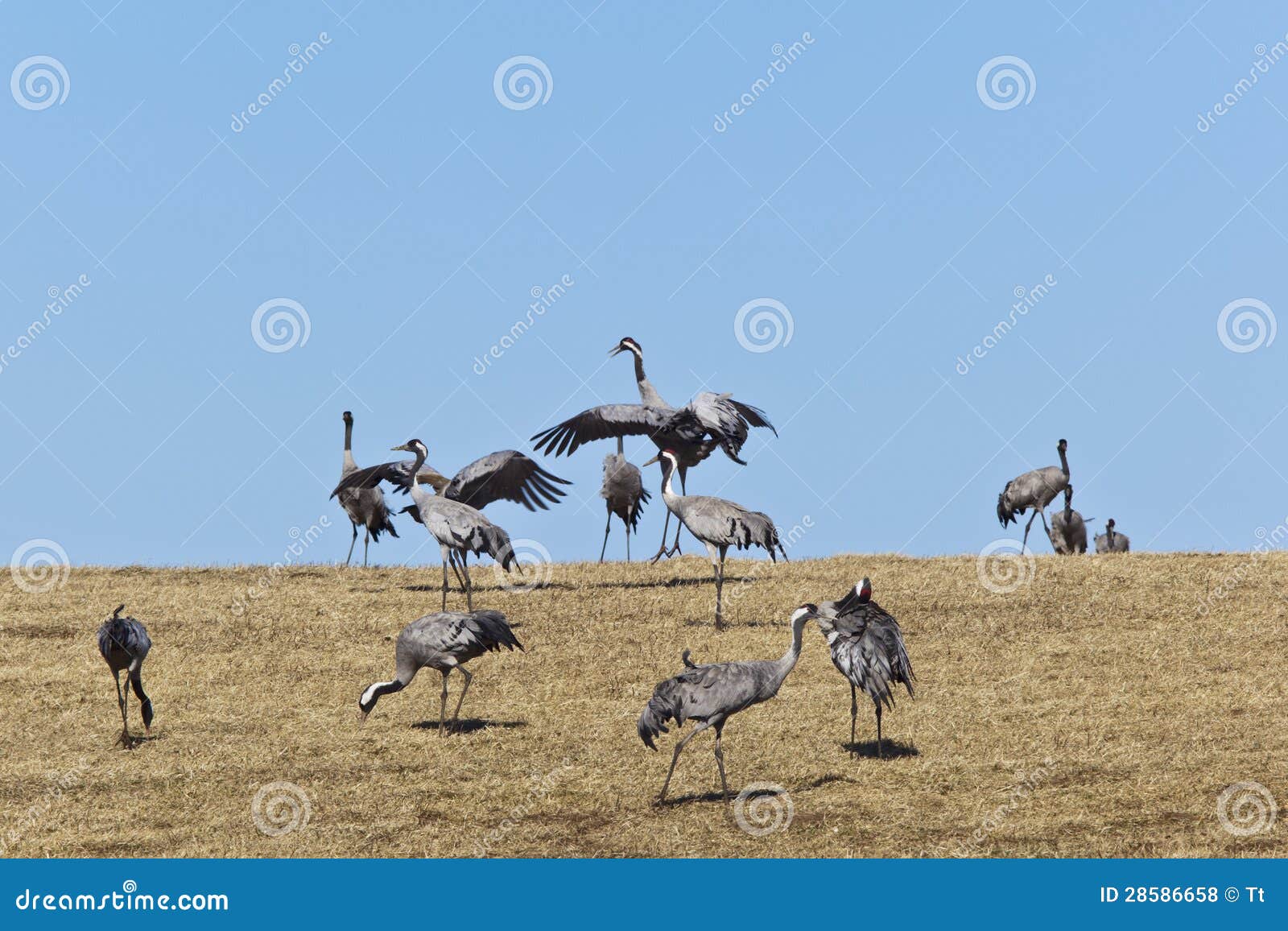 Dancing Common Cranes stock photo. Image of hornborgasjon - 28586658