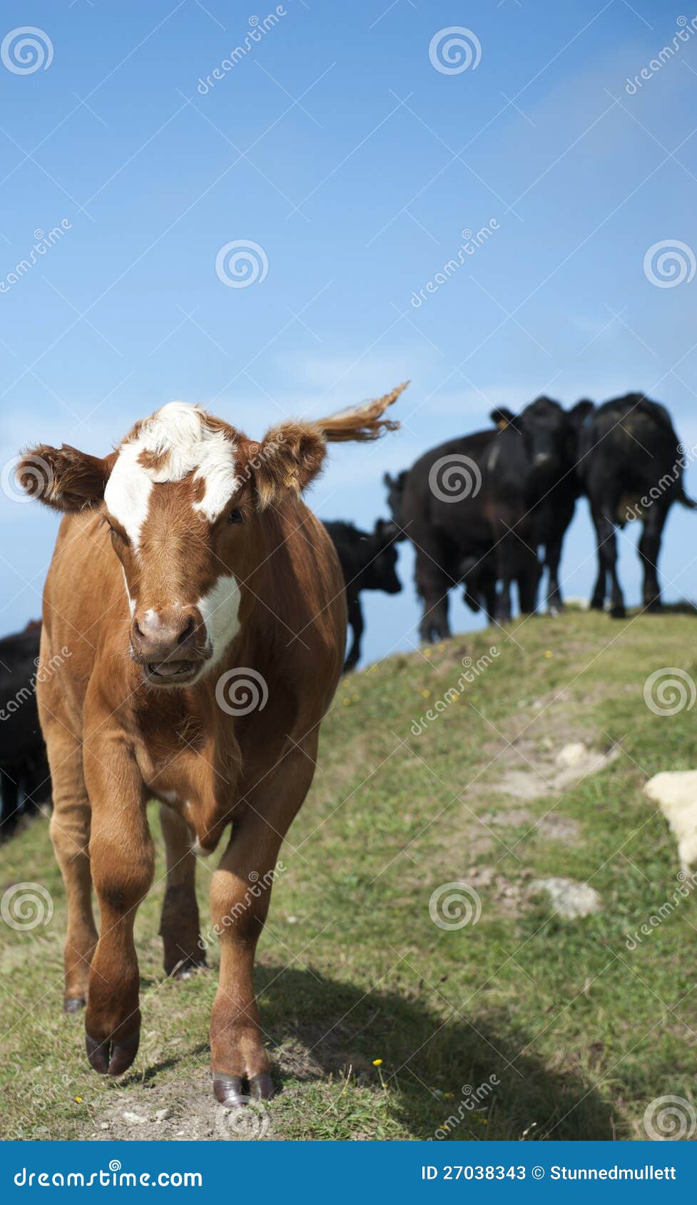 Dancing cow stock image. Image of mound, face, blue, friesian - 27038343