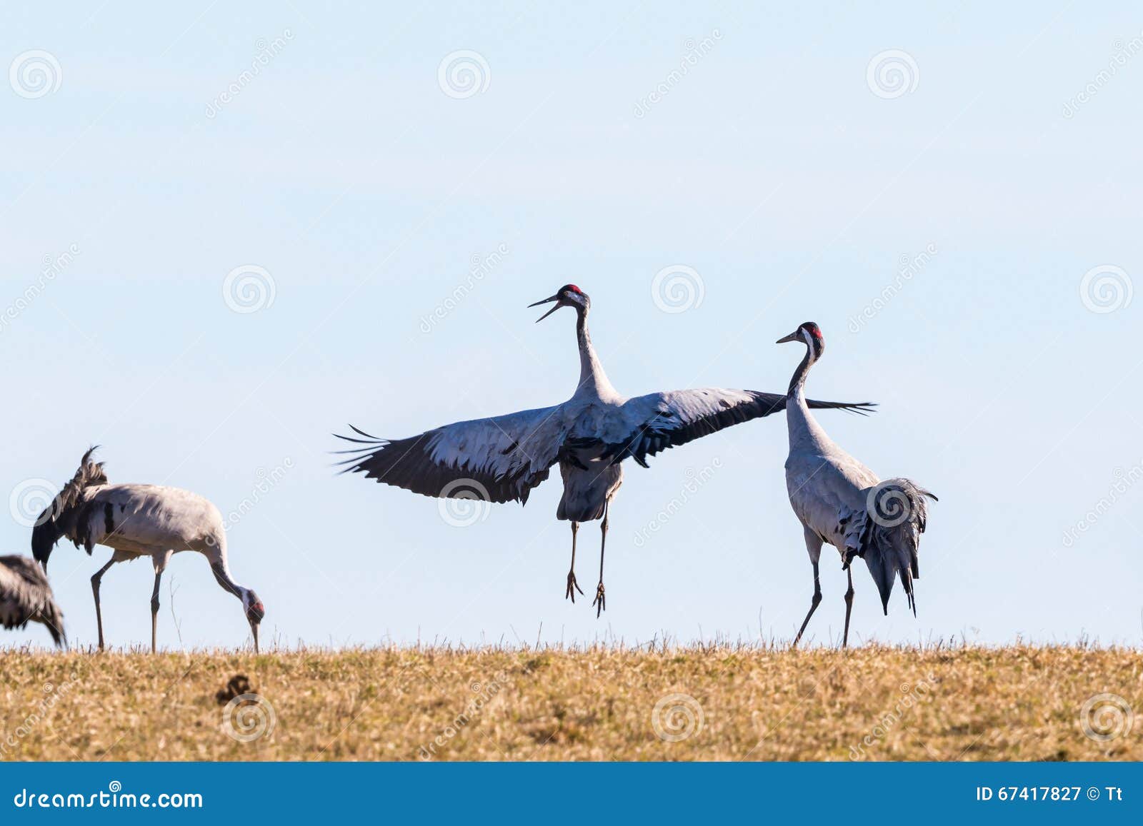 Dancing Crane stock image. Image of dance, country, flock - 67417827