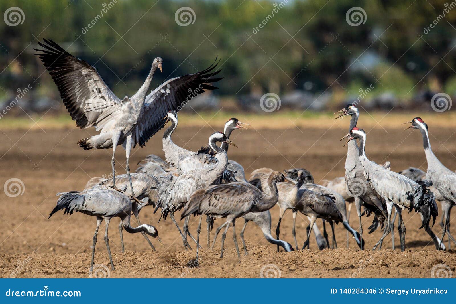 Dancing Cranes on Arable Field. Common Crane or Eurasian Crane ...