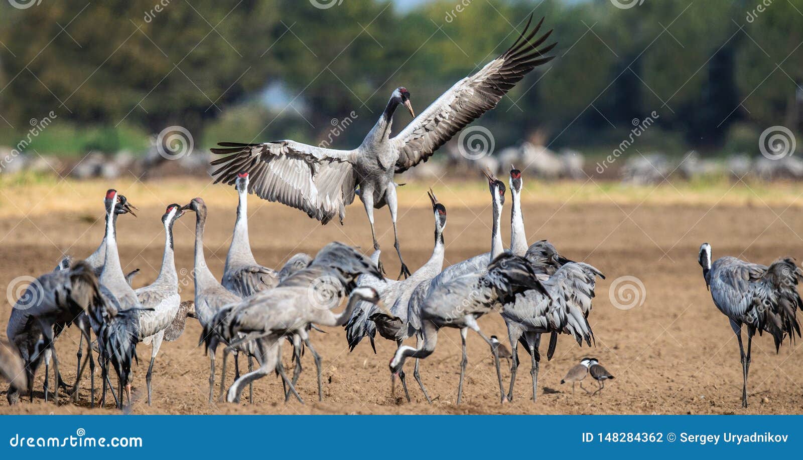 Dancing Cranes on Arable Field. Common Crane or Eurasian Crane ...