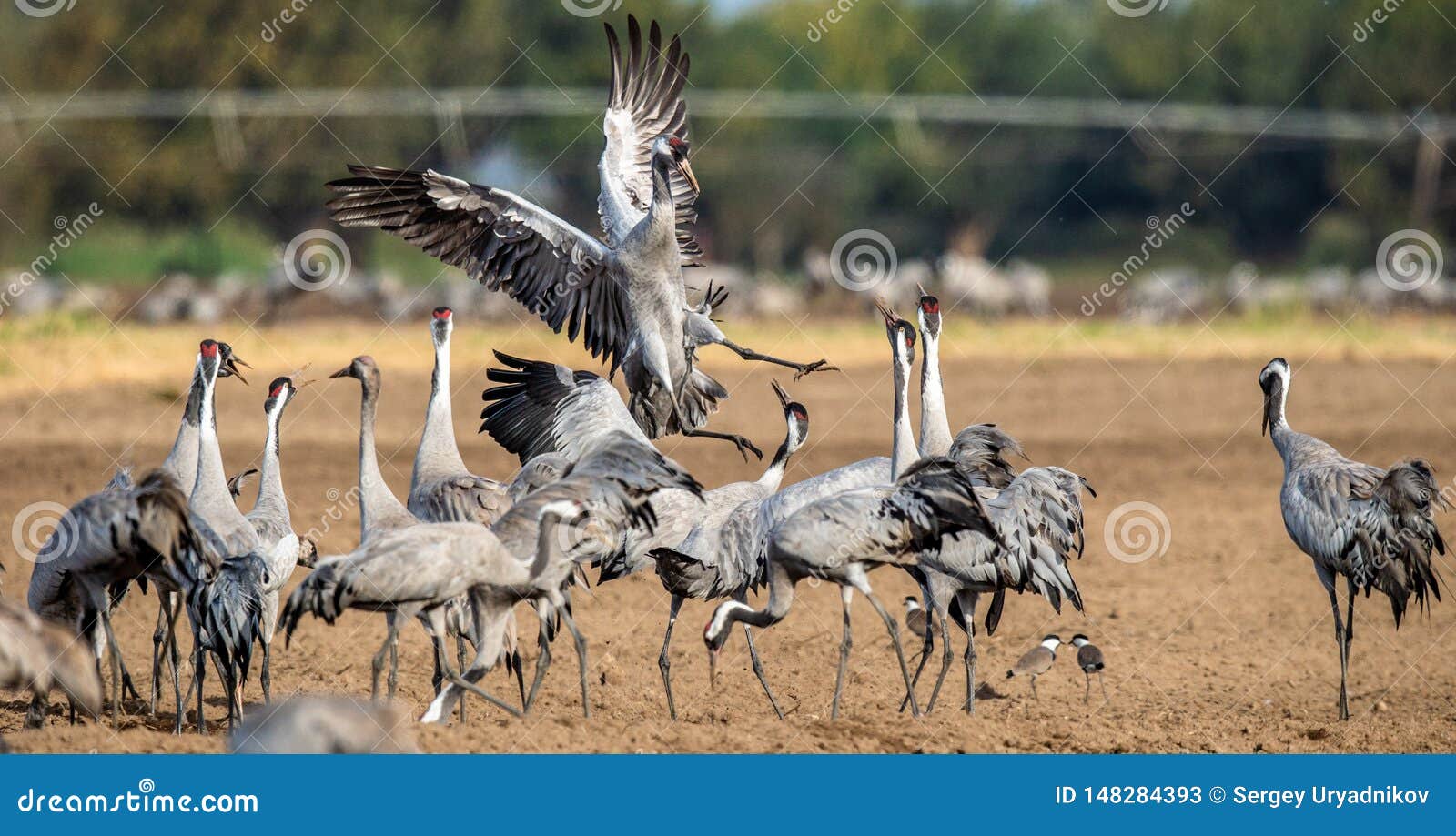 Dancing Cranes on Arable Field. Common Crane or Eurasian Crane ...