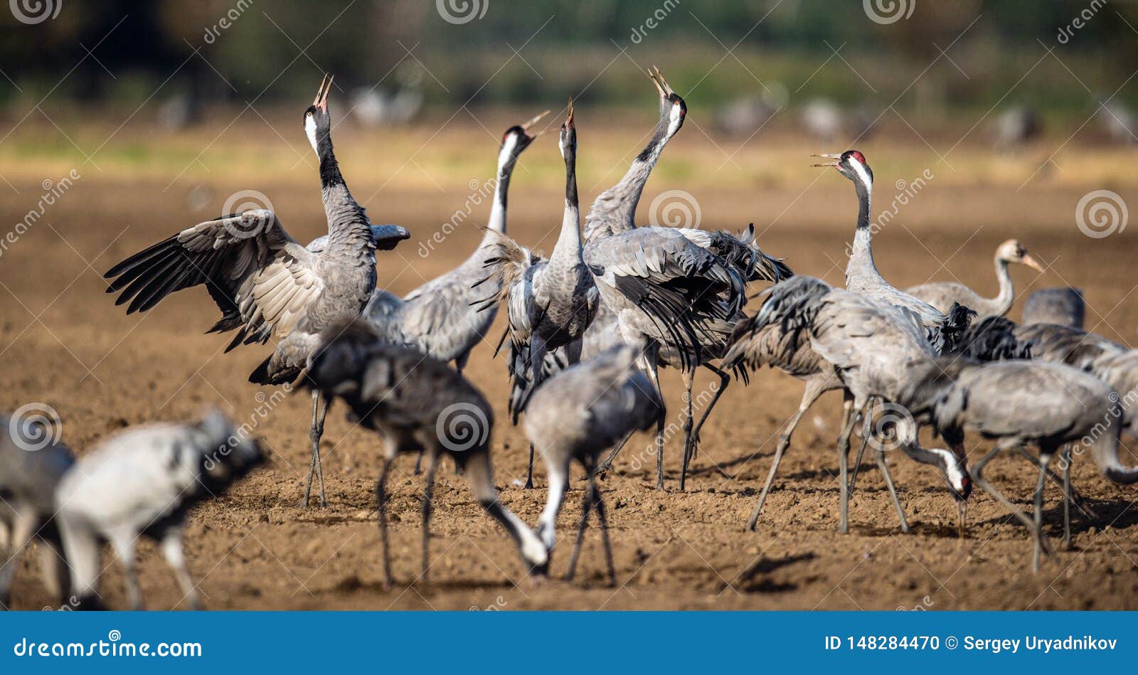 Dancing Cranes on Arable Field. Common Crane or Eurasian Crane ...
