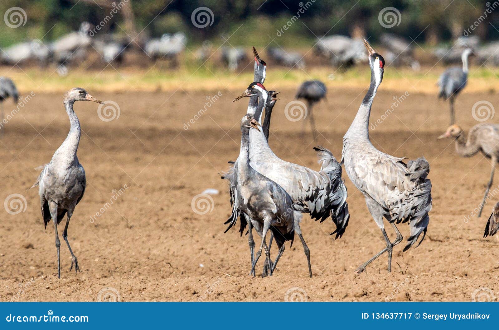 Dancing Cranes in Arable Field. Common Crane or Eurasian Crane Stock ...