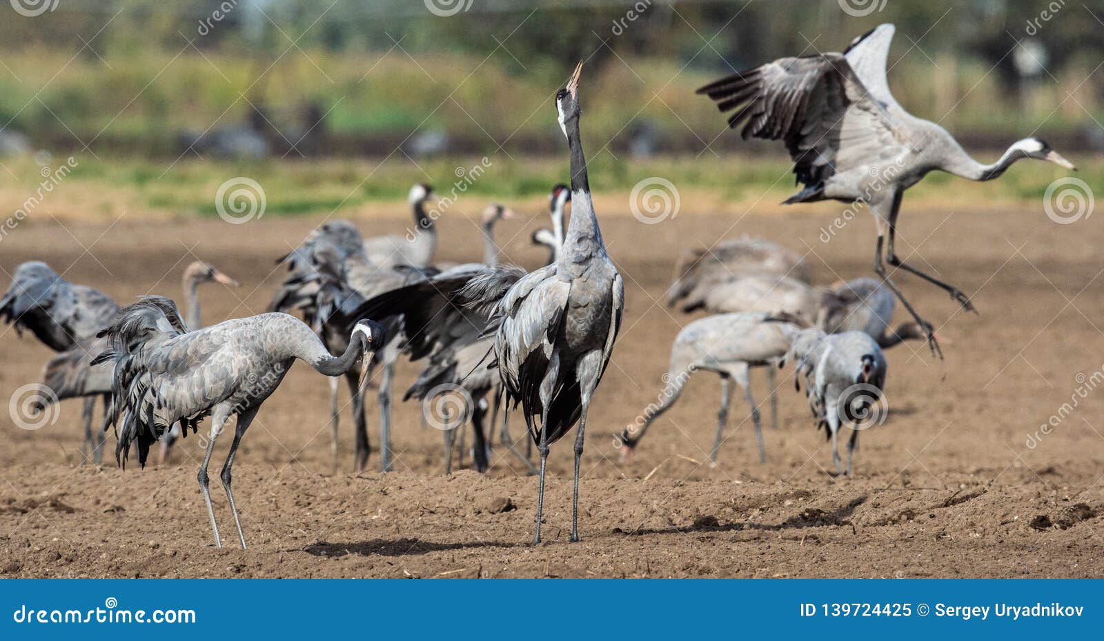 Dancing Cranes in Arable Field. Grus Grus, Grus Communis Stock Image ...